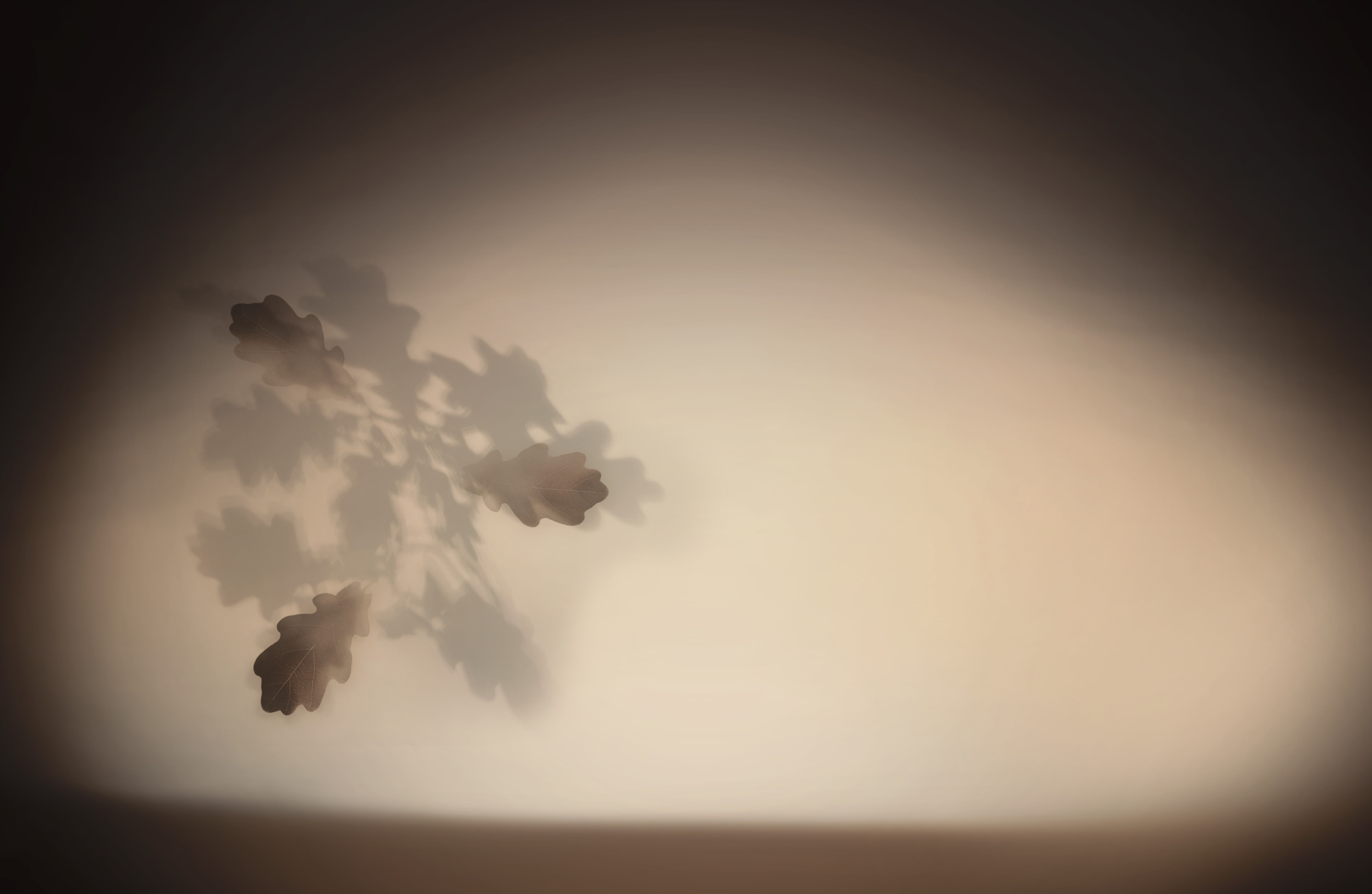 Boisé Absolu #2 | Vivelys